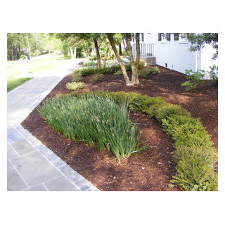 Dwarf Yaupon Holly, a consistent and hardy short hedge that is easy to ...