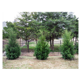 Eastern Red Cedar - Landscape - Dallas - by Treeland Nursery | Houzz