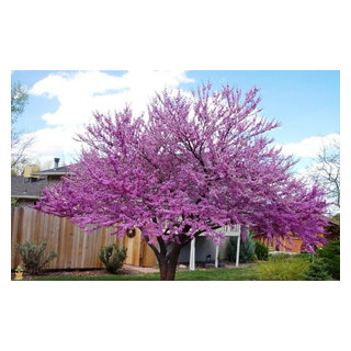Eastern Redbud - Landscape - Atlanta - by McBrayer Landscapes | Houzz