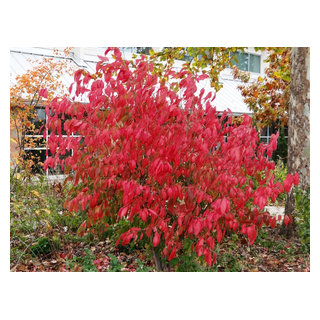 Eastern Wahoo - Landscape - Other - by Powell Gardens, Kansas City's ...