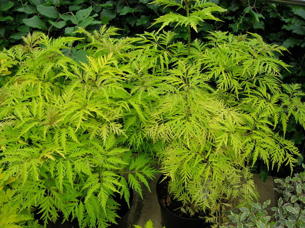 20 Ways to Create a Chartreuse Splash in the Landscape