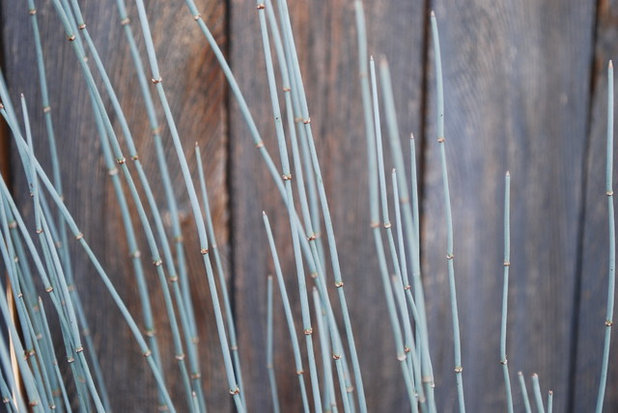 Great Design Plant: Bluestem Joint Fir