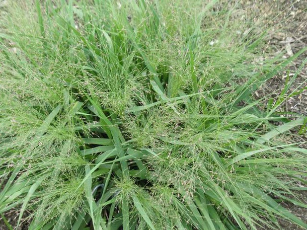 8 Native Grasses and Sedges for Southeastern Gardens