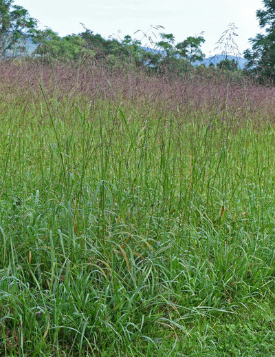 10 Essential Native Grasses and Sedges for Mid-Atlantic Gardens