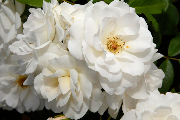 9 Roses That Landscape Designers Love