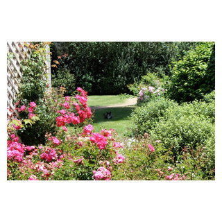 Flower carpet roses, Golf Ball Pittosporum - Traditional - Landscape ...