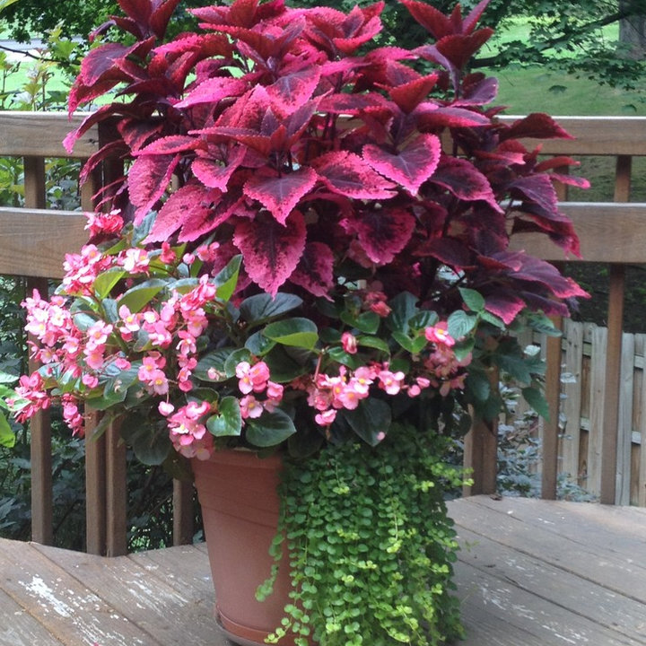 Coleus Landscape - Photos & Ideas | Houzz