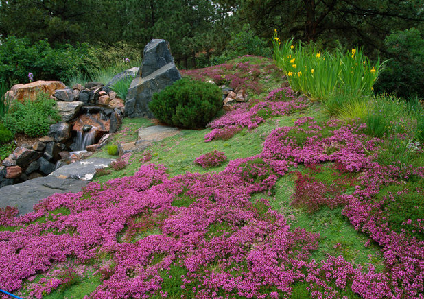 Top 10 Ground Cover Plants for Your Aussie Garden | Houzz AU