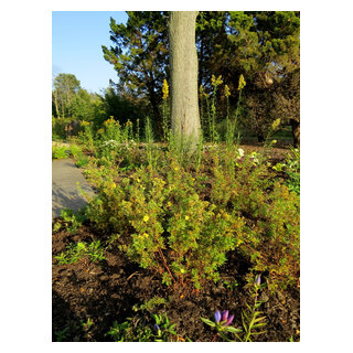 Formal Gardens with Native Plants - Traditional - Landscape - Chicago ...