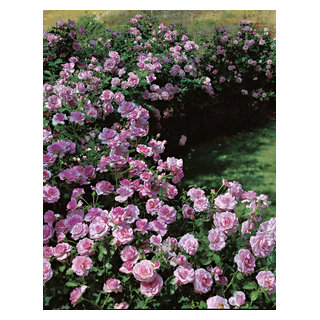 Fragrant Lavender Simplicity® Hedge Rose - Traditional - Landscape ...