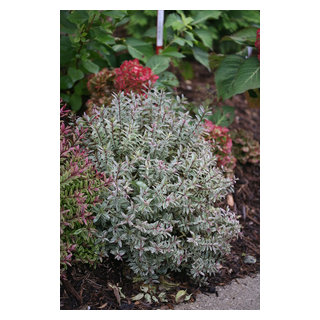 'Frozen Flame' Hebe - Traditional - Landscape - Chicago - by Proven ...