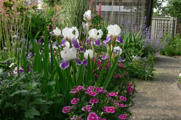 Plant Irises in Fall for Standout Spring-Into-Summer Blooms