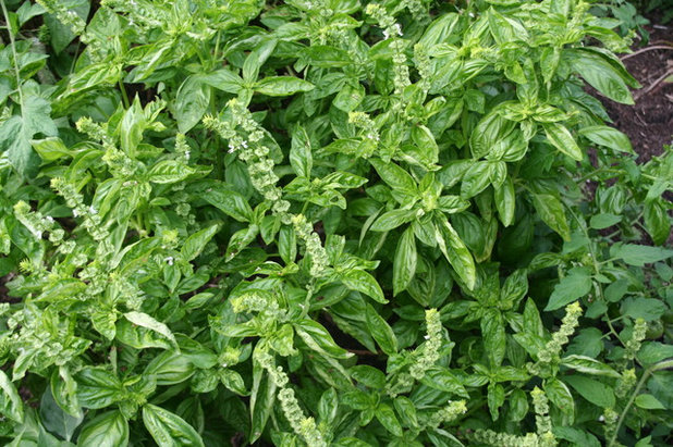 How to Grow Basil | Houzz