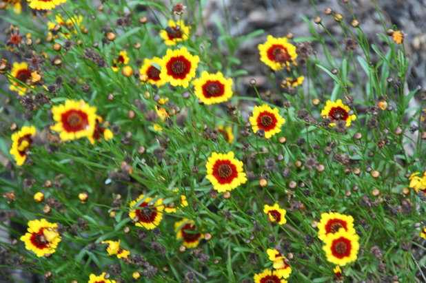 Great Design Plant: Coreopsis 'Redshift'