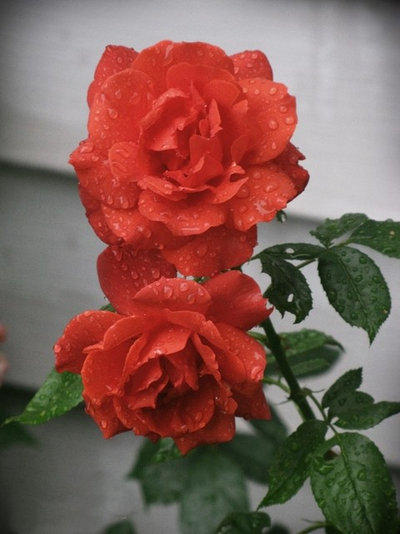 5 Exotic Rose Colors for a Beautifully Different Garden