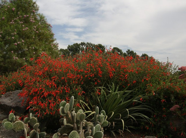 10 Top California Native Plants, Trees and Grasses
