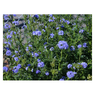 Gilia capitata, Globe gilia - Landscape - San Francisco - by Pete ...