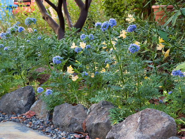 Beautify Your Garden With These 15 Blue Flowers
