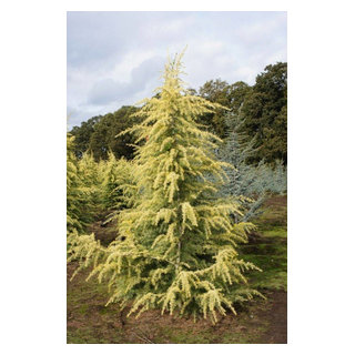 Golden Atlas Cedar - Landscape - Atlanta - by McBrayer Landscapes | Houzz