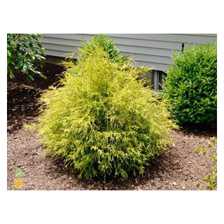 Golden Mop Threadleaf False Cypress - Landscape - Atlanta - by McBrayer ...