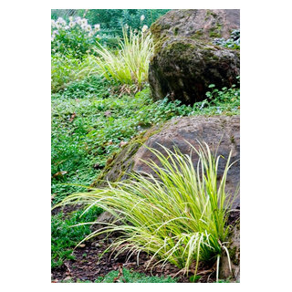 Golden Variegated Sweet Flag - Traditional - Landscape - Los Angeles ...