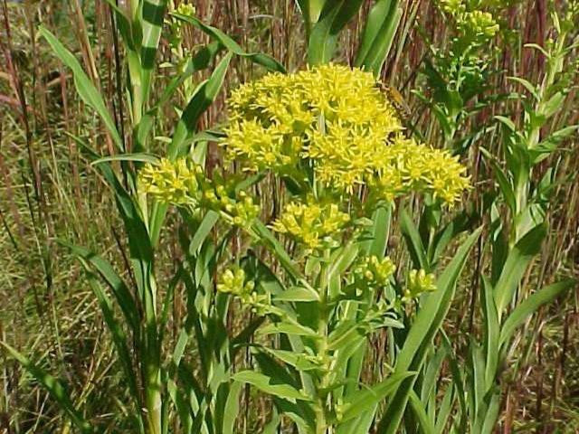 6 Native Goldenrods Worth a Second Look