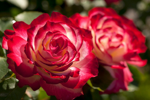 5 Exotic Rose Colors for a Beautifully Different Garden