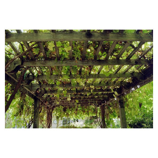 Grape Arbor - Overhead - Traditional - Garden - San Francisco - by ...