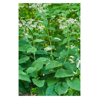 Great Design Plant: Large Leaved Aster - Landscape - Minneapolis - by ...