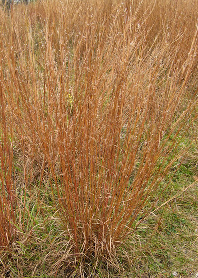 Great Design Plant: Little Bluestem Goes Above and Beyond