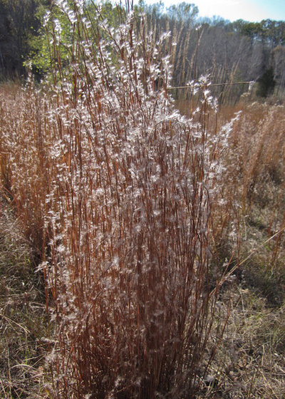 Great Design Plant: Little Bluestem Goes Above and Beyond