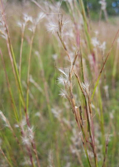 Great Design Plant: Little Bluestem Goes Above and Beyond