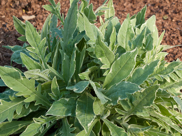 Great Design Plant: Thunder and Lightning for Midsummer Garden Color