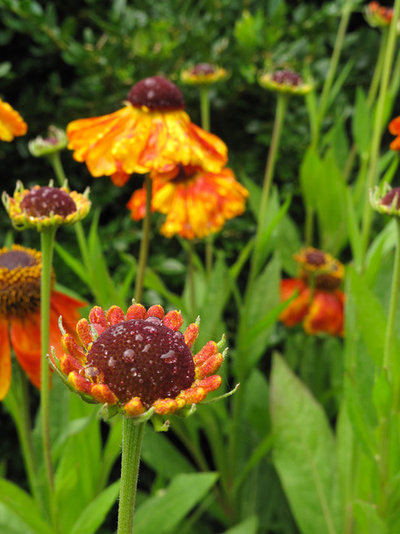 Great Design Plant: Mardi Gras Sneezeweed Throws a Color Party
