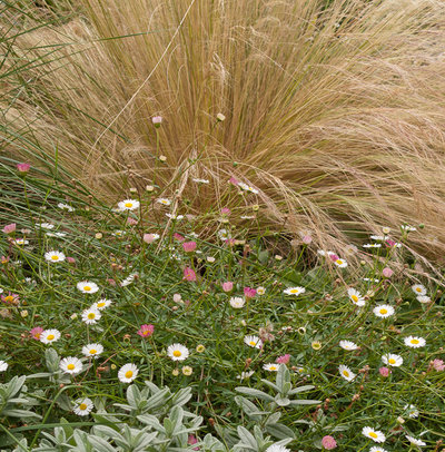 Great Garden Combo: 3 Soft-Looking Plants for a Dry Climate