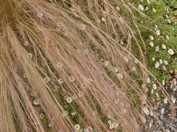 Great Garden Combo: 3 Soft-Looking Plants for a Dry Climate