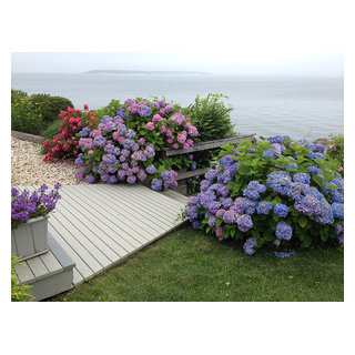 Hamptons Hydrangeas - Beach Style - Landscape - New York - by ...