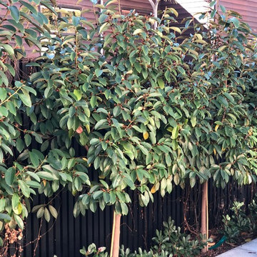 Michelia Figo Hedge - Photos & Ideas | Houzz