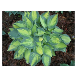 Hosta 'June' - Landscape - Atlanta - by McBrayer Landscapes | Houzz