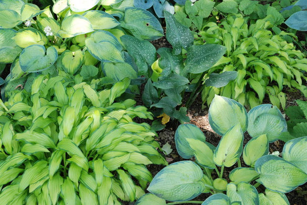 20 Ways to Create a Chartreuse Splash in the Landscape