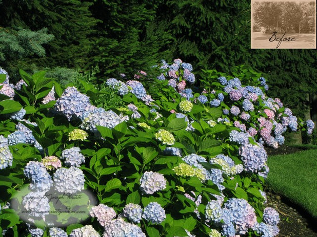 Have a Ball With Hydrangeas