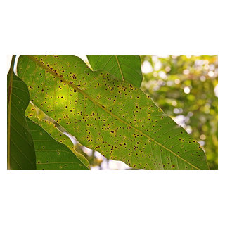 Identifying Tree Diseases - Modern - Landscape - Dallas - by Treefix ...