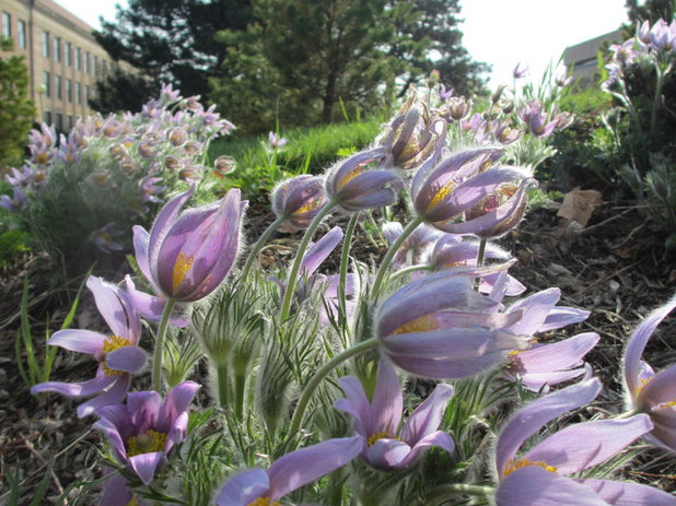 Great Native Plant: Pasque Flower