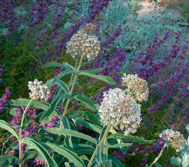 10 Top Native Plants for Southern California Gardens