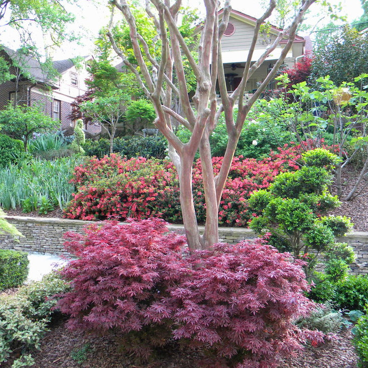 Accent Plants - Photos & Ideas | Houzz