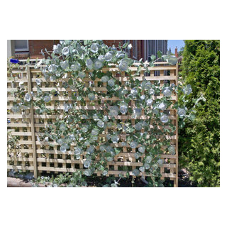 Kintzley's Ghost honeysuckle (Lonicera reticulata 'Kintzley's Ghost ...