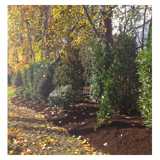 Landscape Buffer Planting - Landscape - Other - by C.E. Pontz Sons | Houzz
