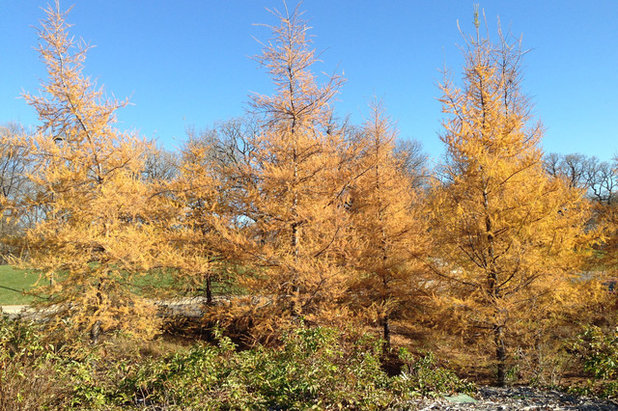 Great Design Plant: Larix Laricina Glows Gold in Late Autumn
