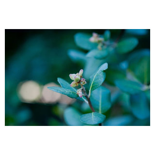 Lemonade Berry in Fall - Landscape - Los Angeles - by FormLA ...