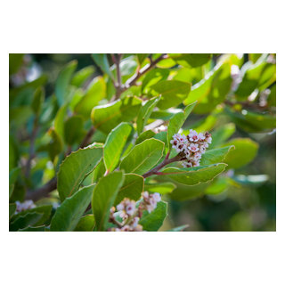 Lemonade Berry Shrub - Landscape - Los Angeles - by FormLA Landscaping ...